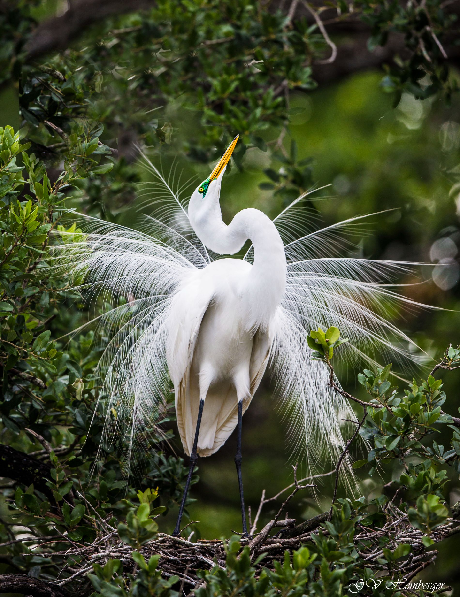 Egrets and Herons - Glenn Hemberger Photography